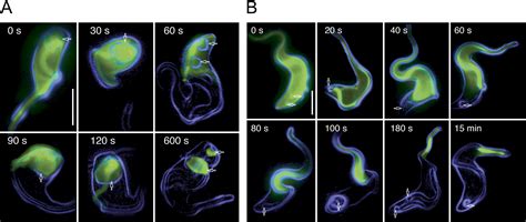 Hydrodynamic Flow Mediated Protein Sorting On The Cell Surface Of Trypanosomes Cell