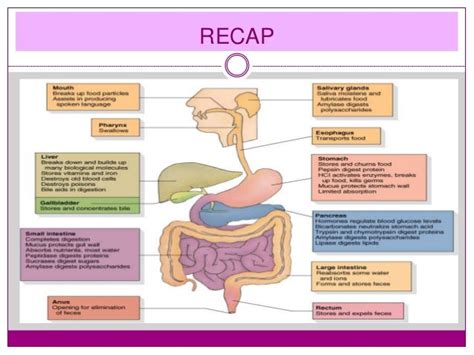 Functions Of Gastrointestinal Tract