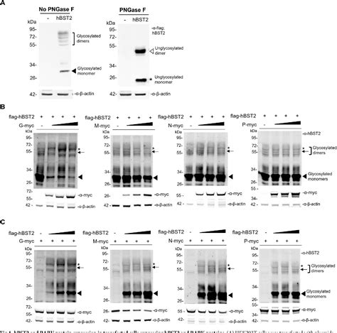 Figure 4 From Human Bst2 Inhibits Rabies Virus Release Independently Of Cysteine Linked
