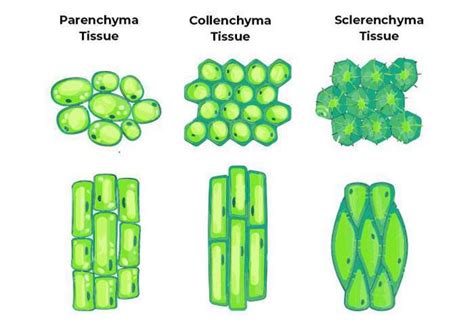 Plant Tissue System Geeksforgeeks