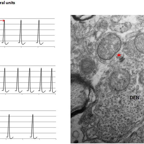 The Schematic Illustration Of The Proposed Modular Neuronal Clock A