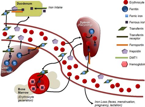 NhỮng ThÔng Tin CẦn BiẾt VỀ XÉt NghiỆm Ferritin Labnotes123