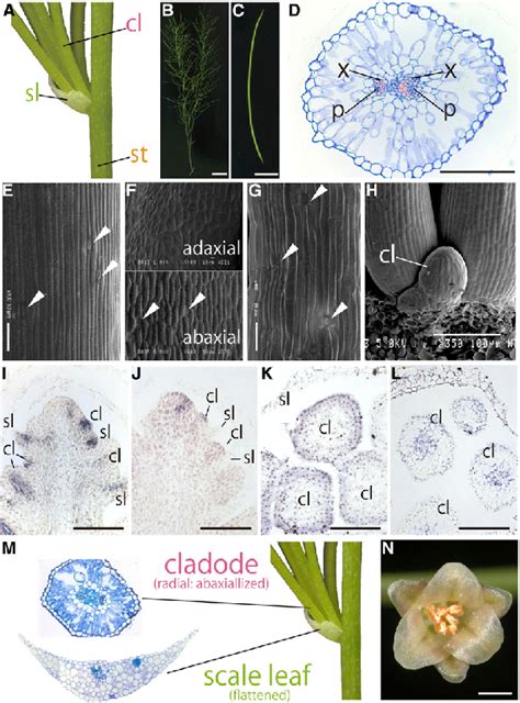 Morphology Anatomy And Ortholog Expression Patterns Associated With