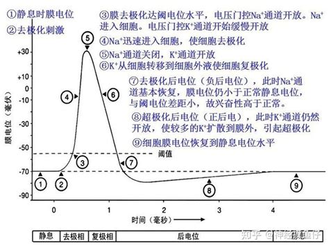 动作电位的产生原理文科生也能看懂 知乎