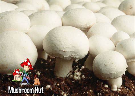 Growing Button Mushrooms A Guide To Agaricus Bisporus Mushroom Hut