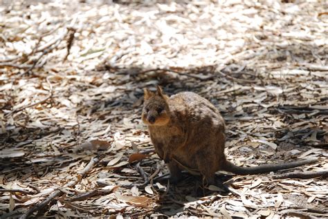 Kostenlose Foto Tierwelt Säugetier Nagetier Fauna Känguru