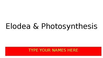 Photosynthesis Lab By Science And The Big Ideas TPT