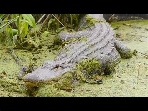 Gators In Lake Murray Sc The Truth About Sightings And Safety