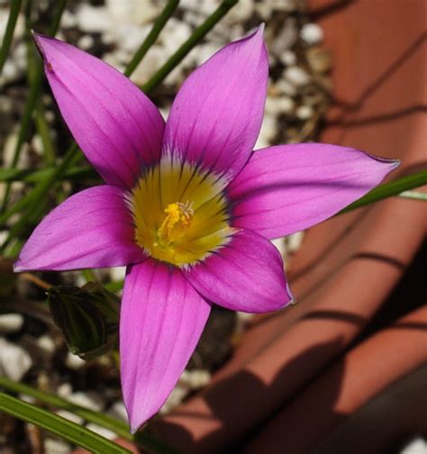 South African Romuleas Pacific Bulb Society