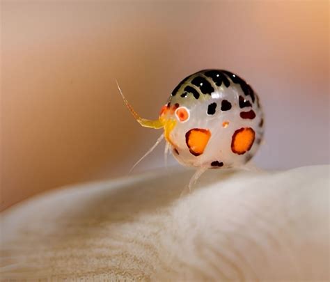 370 Da Bug Board Ideas In 2025 Cool Bugs Bugs And Insects Beautiful