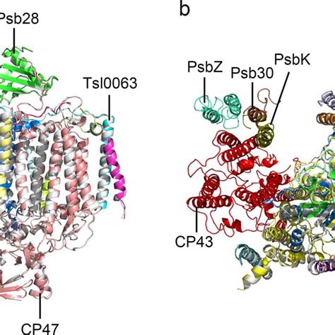 Cryo Em Densities And Structural Models Of The Psii Core Intrinsic