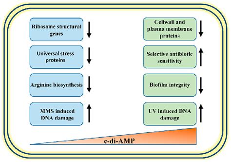 Schematic Representation Showing Different Cellular Pathways And