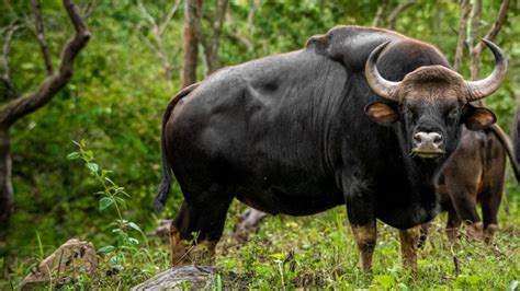 Animals In India 10 Incredible Species To Look For On Safari Wildest
