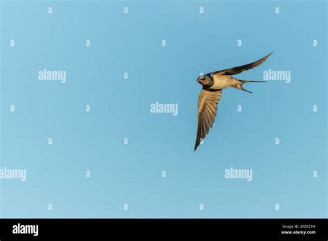 Barn Swallow Hirundo Rustica Chasing Insects In Flight Alsace Grand
