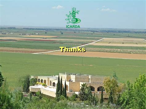 Grm 2011 Phenotyping Wheat For Drought Tolerance Ppt