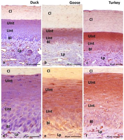 Alpha Keratin Keratin Associated Proteins And Transglutaminase 1 Are