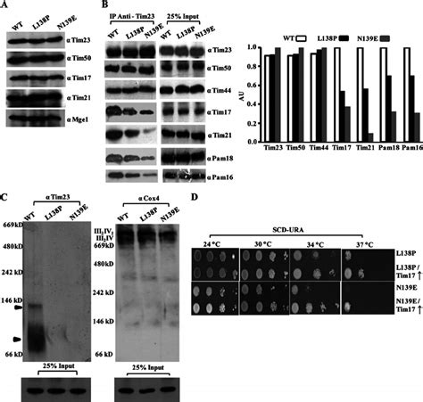 Loop L1 Of Tim23 Is Indispensable For Recruitment Of The Pam