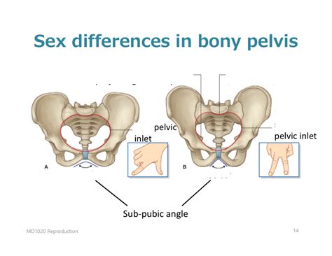 Diagram Of W Sex Differences In Bony Pelvis Quizlet