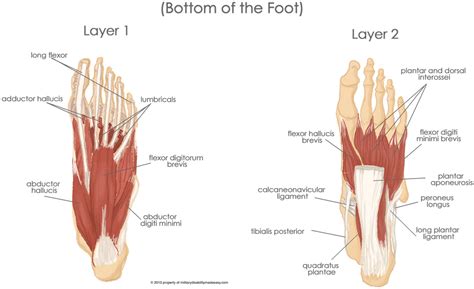 Download The Muscles Of The Sole Of The Foot 2 Muscle Of A Foot Png