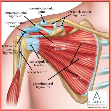 Shoulder Tendon Anatomy Anatomy Of The Shoulder Central Coast