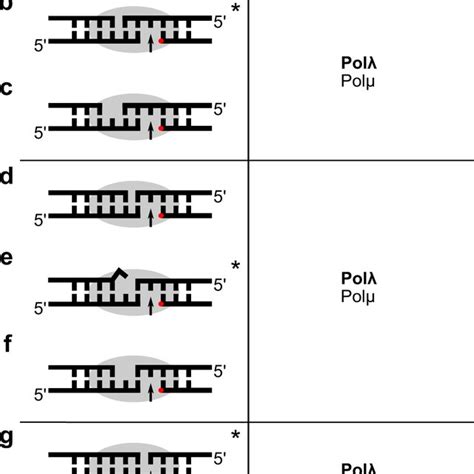 Overview Of Known Pathways Linking Ddr And Autophagy Upon Mild Dna