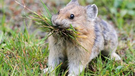 Download Pika Gathering Grass900x510 Wallpaper