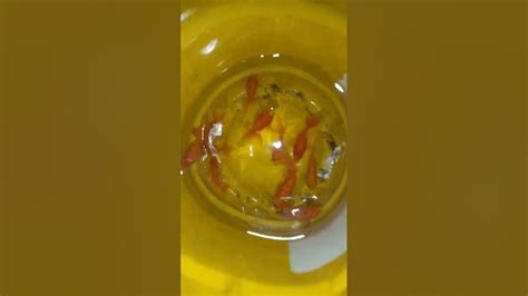 සුරතල් මසුන් 🐠🐠🐠🐠 Srilanka Youtube