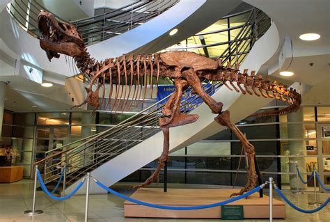 T Rex Skeleton Museum
