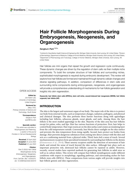 Pdf Hair Follicle Morphogenesis During Embryogenesis Neogenesis And