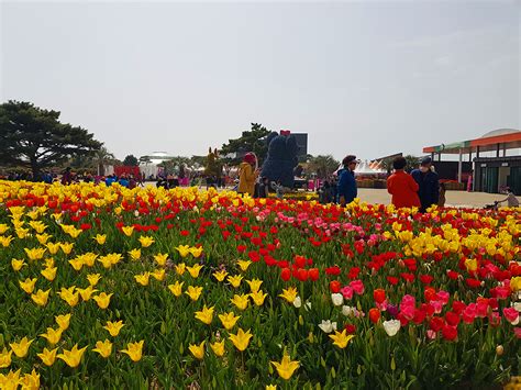 4월 17일 태안 세계튤립꽃박람회