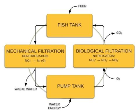 The Basic Principle Of Ras 49 Download Scientific Diagram