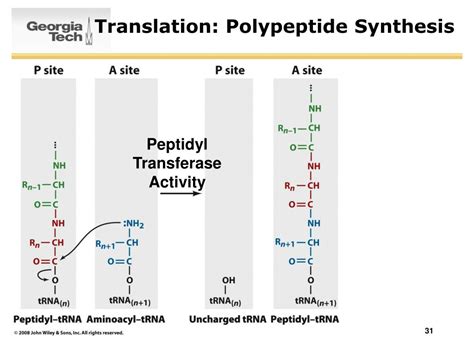 Ppt Survey Of Biochemistry Transcription And Translation Powerpoint