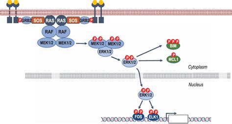 A Simplified Schematic Representation Of The Ras Raf Mek Erk Signaling