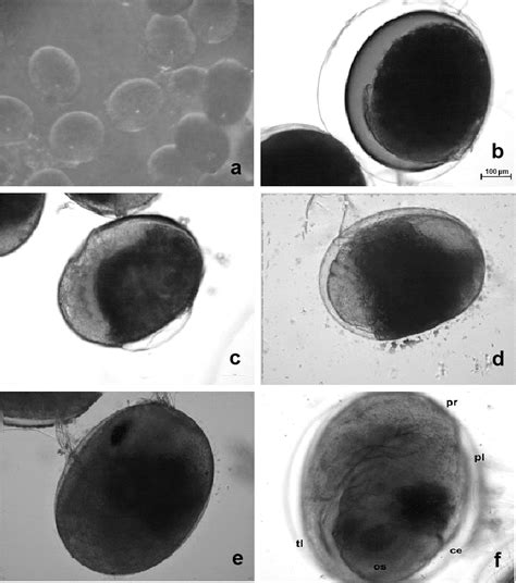 External Morphological Stages And Protein Variations Along With The Embryonic Development Of The
