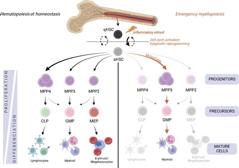 Frontiers Hematopoietic Stem Cell A Reservoir Of Innate Immune Memory