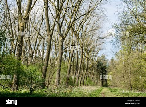 Forrest Trees With Path In The Middle Stock Photo Alamy