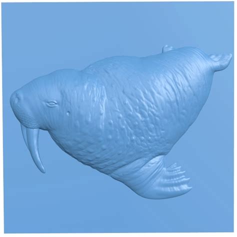 Walrus