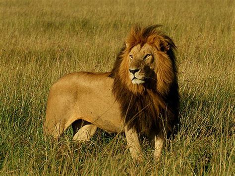 獅子大型貓科類動物物種學史形態特徵棲息環境生活習性集群領地捕食中文百科全書