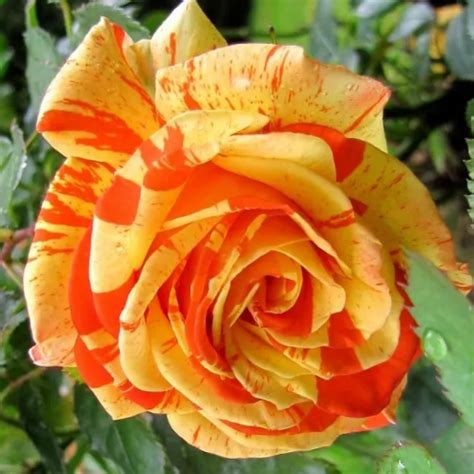 Oranges N Lemons — Eumundi Roses