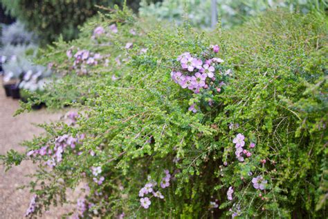 The Densely Layered Leptospermum Rotundifolium ‘julie Ann Mallee Design