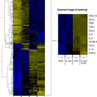 Heat Map Of Hierarchical Clustering Analysis Of Differentially