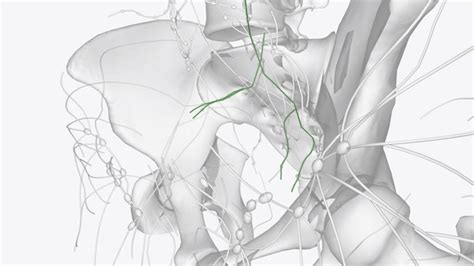 Premium Photo Sigmoid Iymphatic Vessels