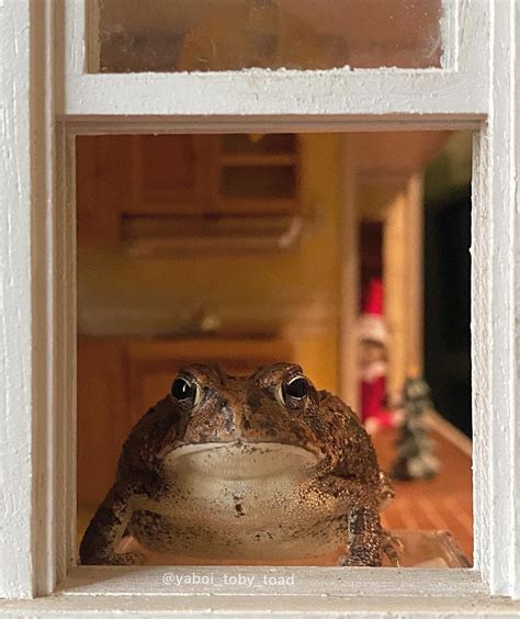Toby Toad Yaboi Toby Toad • Instagram Photos And Videos