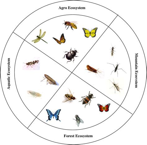 Frontiers Insects As Bioindicator A Hidden Gem For Environmental Monitoring
