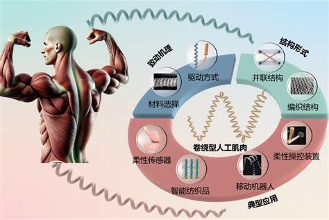 哈工大刘英想教授团队综述文章拓展卷绕型人工肌肉在机器人领域应用新思路
