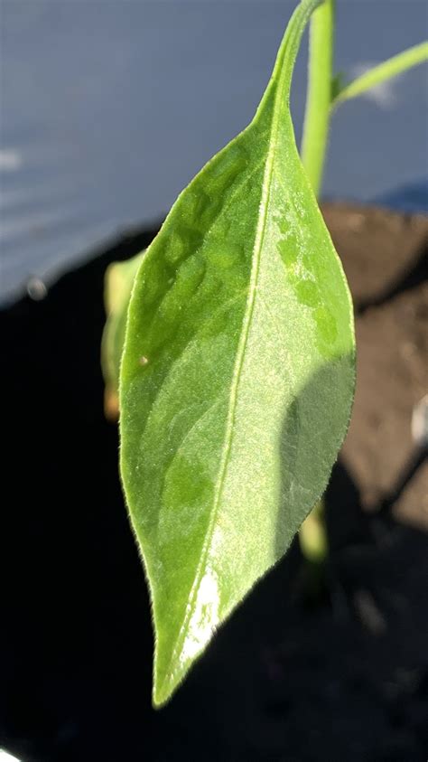 Klasifikasi Cabai Merah Besar Object Detection Dataset And Pre Trained Model By Putri Inayah