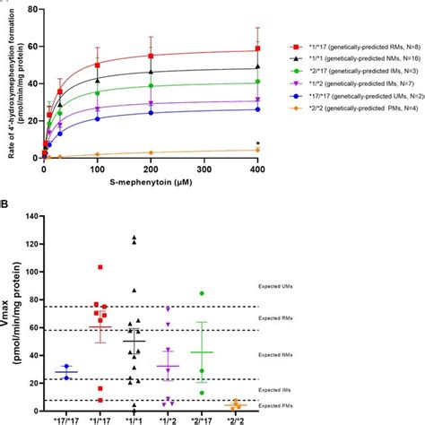 Kinetic Analysis Of Cyp2c19 Mediated S Mephenytoin Metabolism In