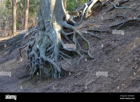 The Tree Roots On Top Of The Ground Stock Photo Alamy