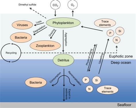 Role Of Phytoplankton On Various Compartments Of The Marine Environment Download Scientific