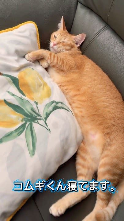 Komugi Kun Is Sleeping コムギくん寝てます。 Youtube